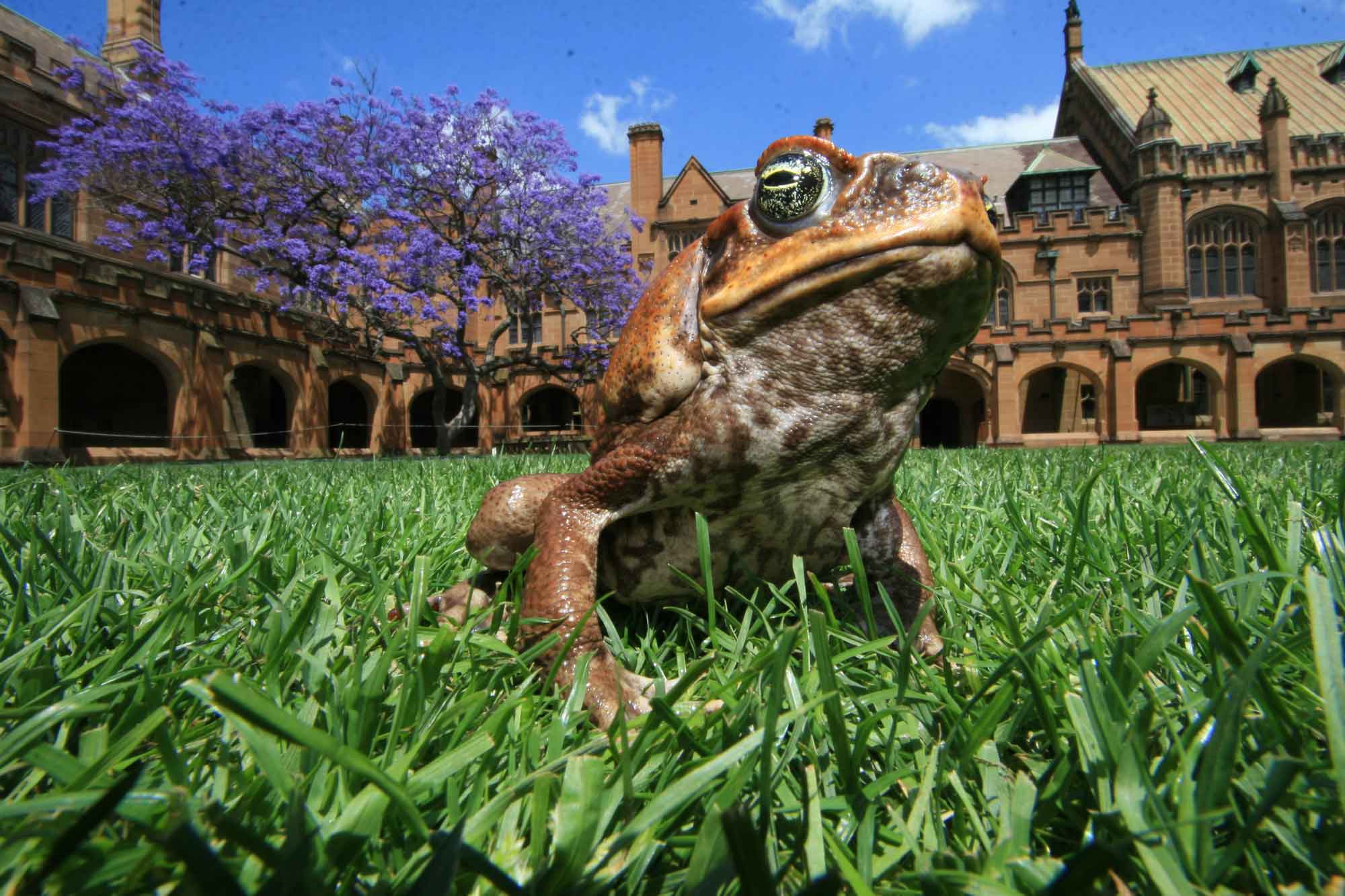 Cane Toads in Oz