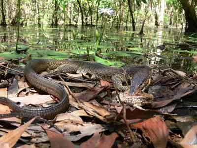 Biodiversity Impact of Cane Toads