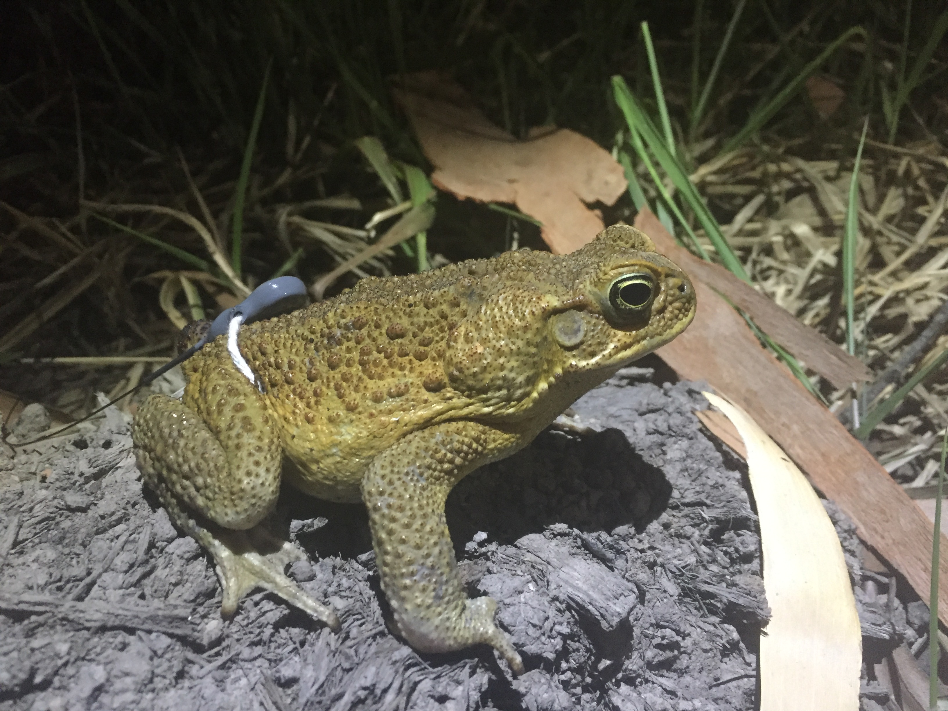 Cane Toads in Oz